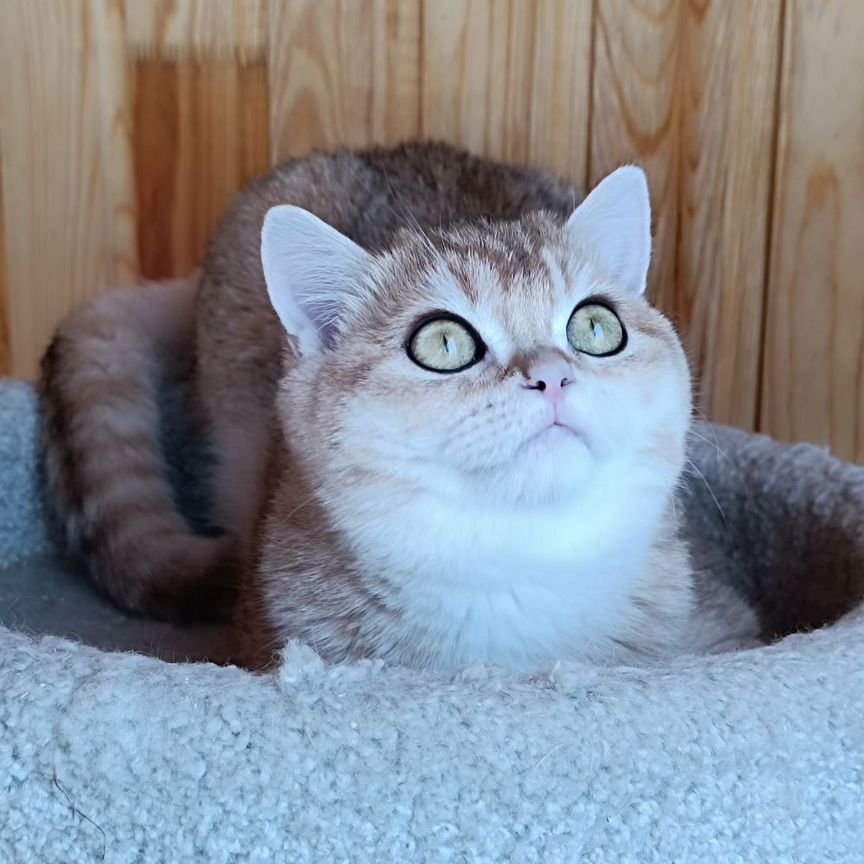 Британский котик