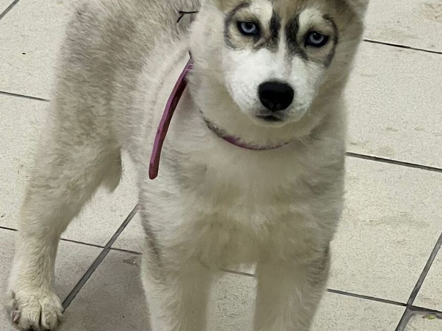 Щенки сибирской хаски