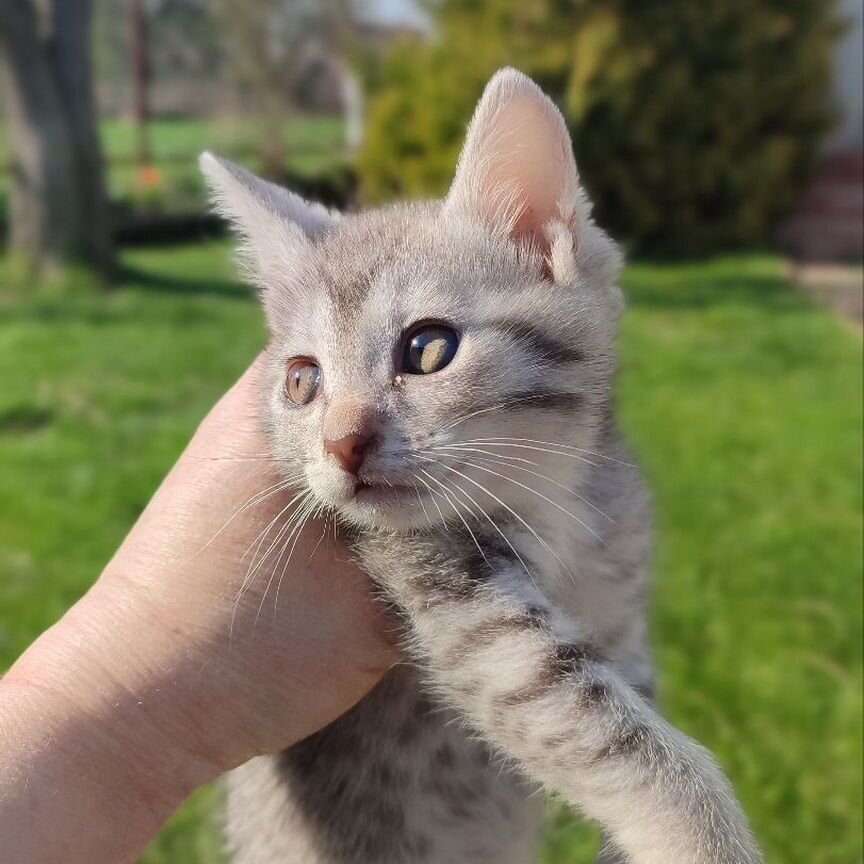 Котята в добрые руки бесплатно