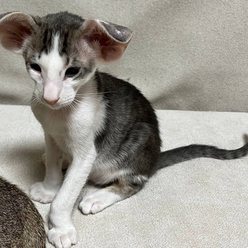 Ориентальный котёнок