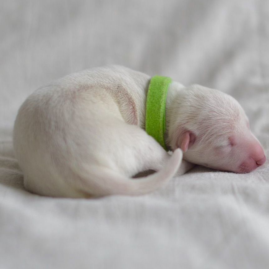 Малая итальянская борзая