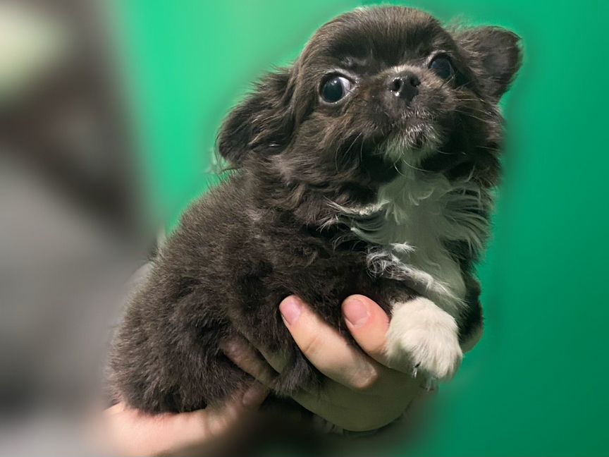 Щенки чихуахуа голубые