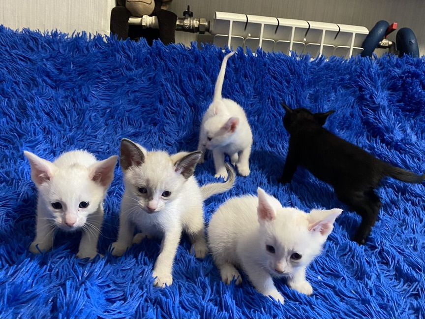 Котята белые с голубыми глазами