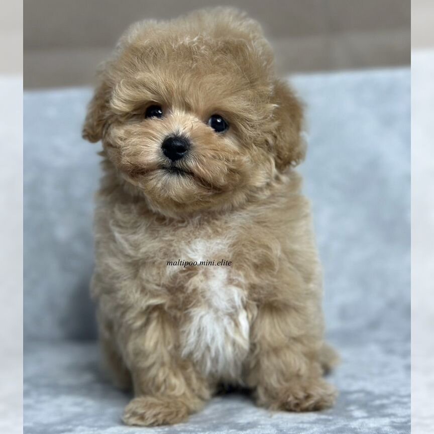 Мальтипу, щенок