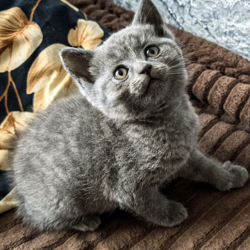 Шотландский прямоухий короткошёрстный котёнок