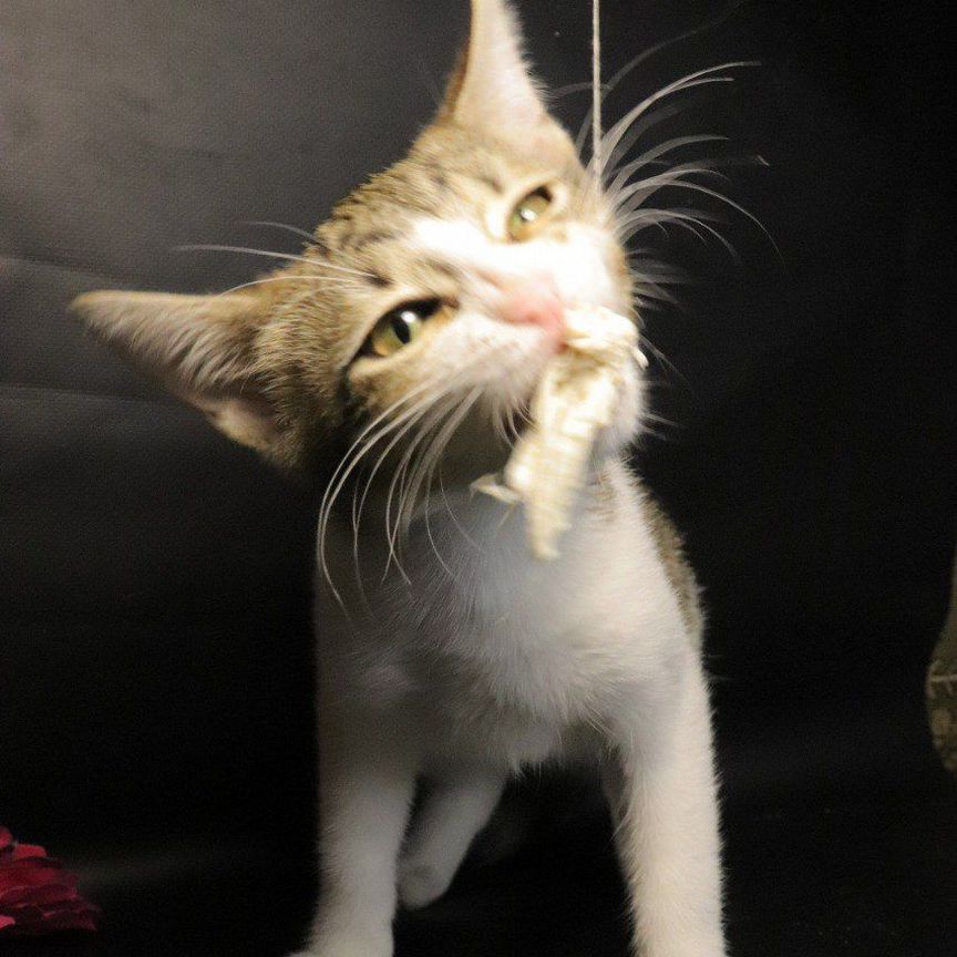 Котенок 4 месяца Петрушка