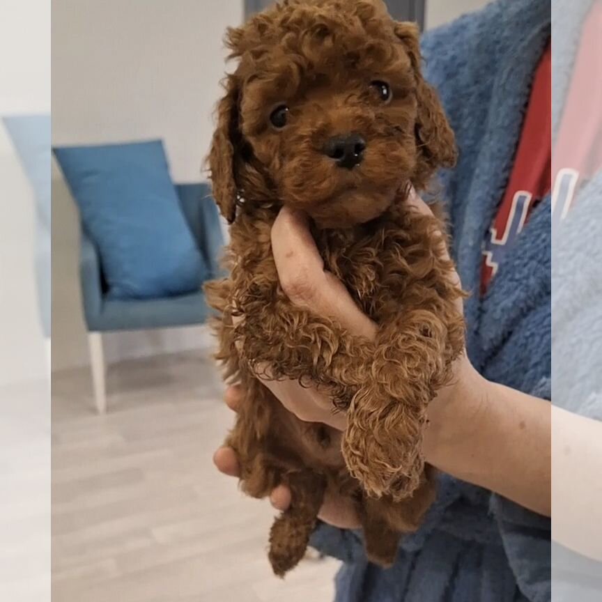 Той-пудель, щенок