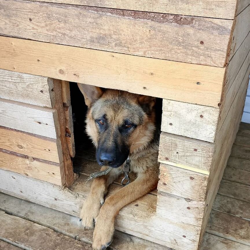 Найдёныш в приюте