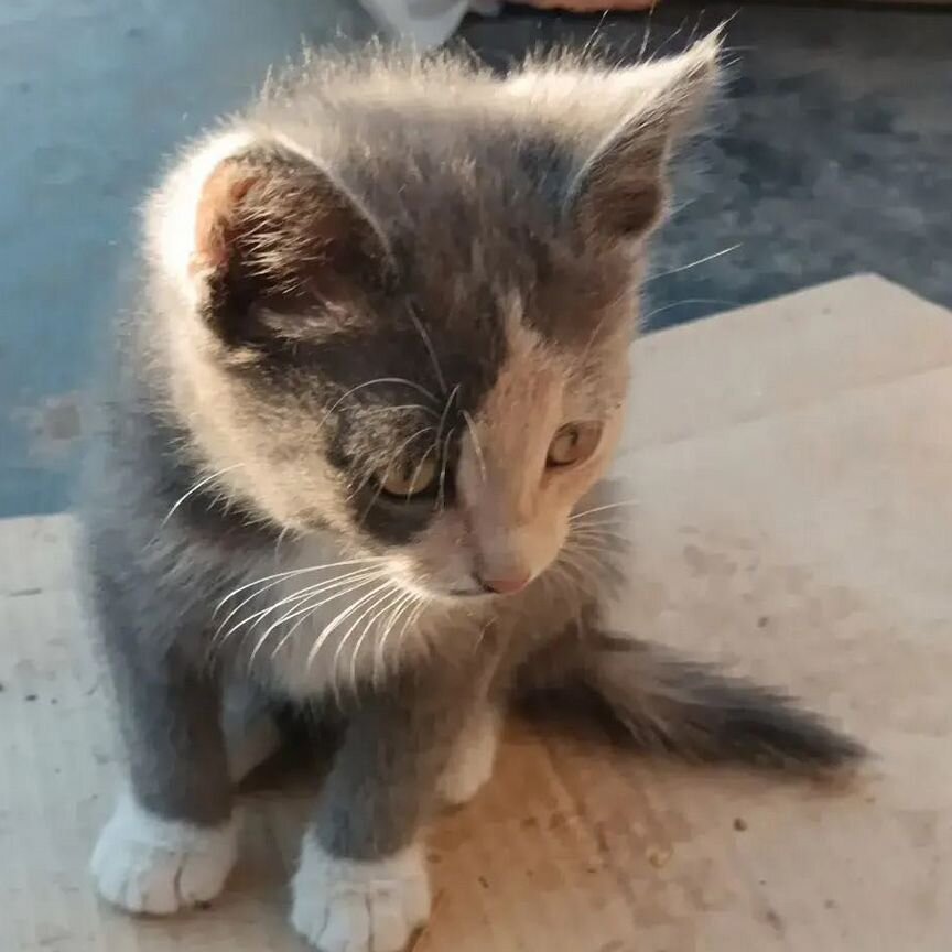 Котёнок в добрые руки