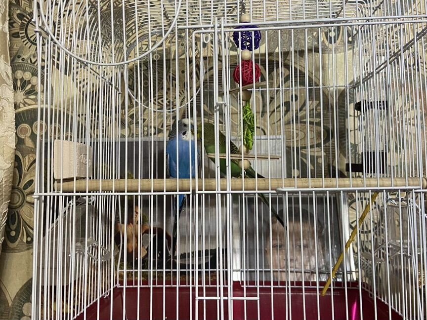 Попугаи вместе с клеткой