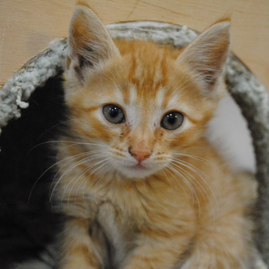 Рыжик в добрые руки