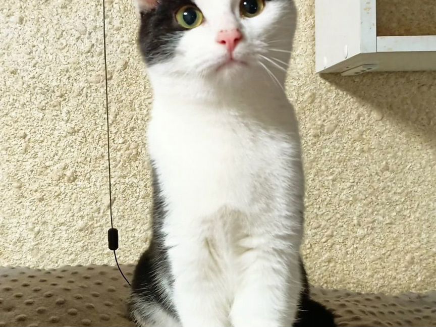 Котенку вере нужен дом