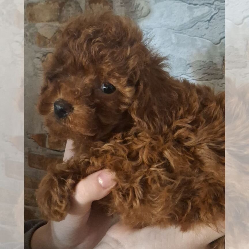 Пудель, щенок