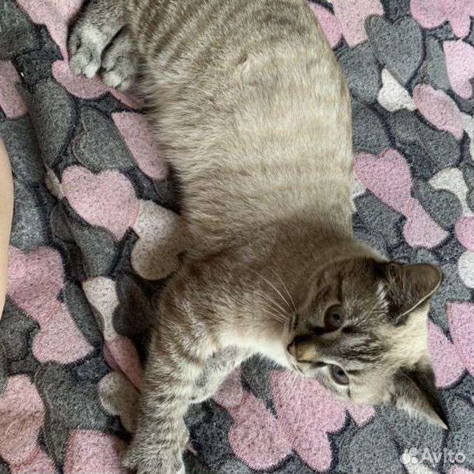 Тайский сиамский кот