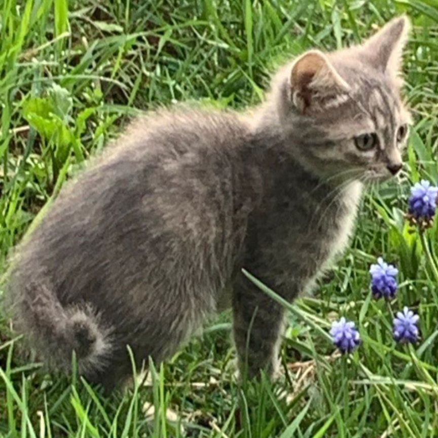 Котята мышеловы