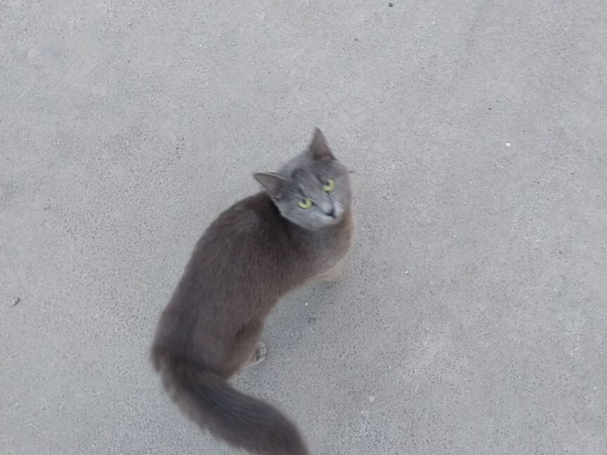 Найдена кошка, около 6 мес., гаражи у Чапаева 58