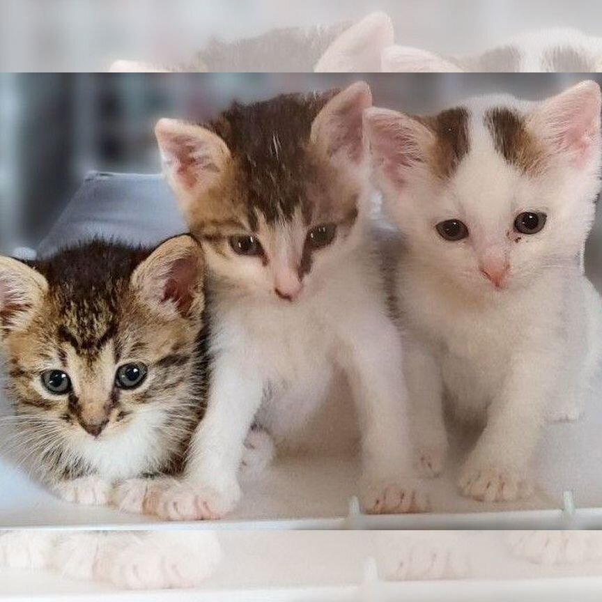 Котята- кошечки 1,5 месяца