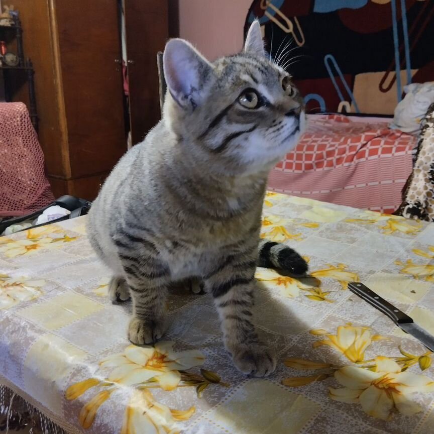 Котёнок парень
