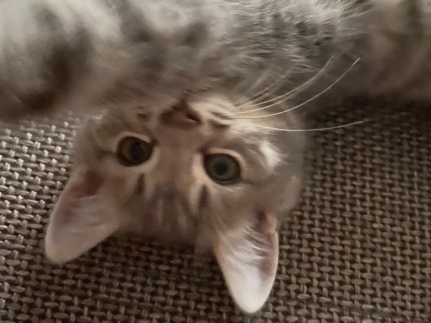 Отдаю котика