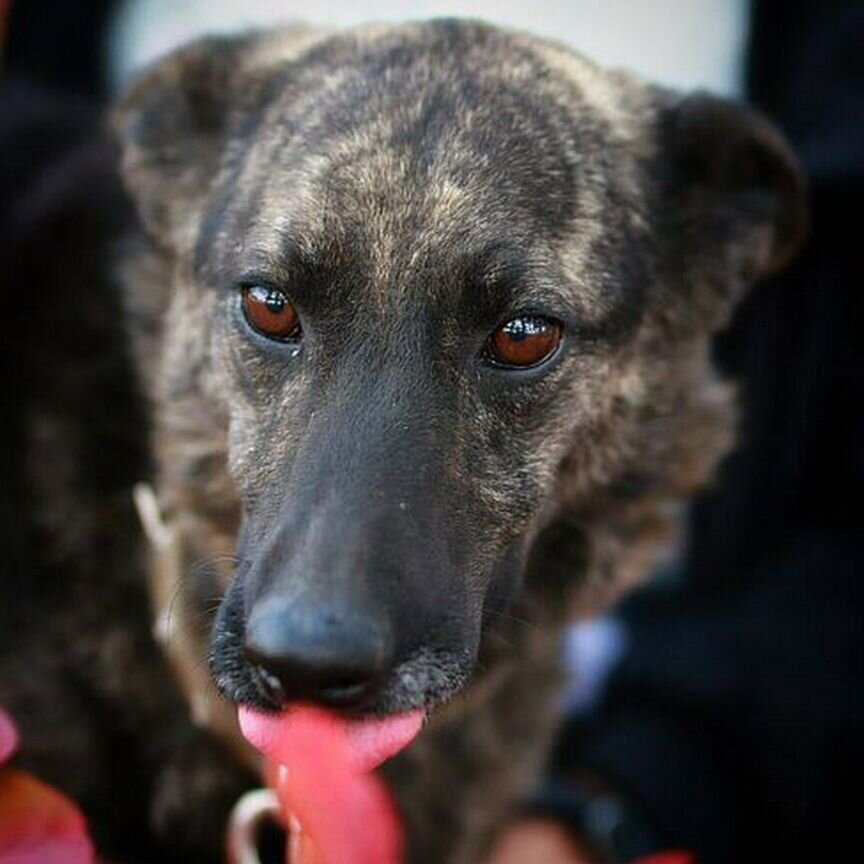 Собака друг человека. ласковая, стерилизованная