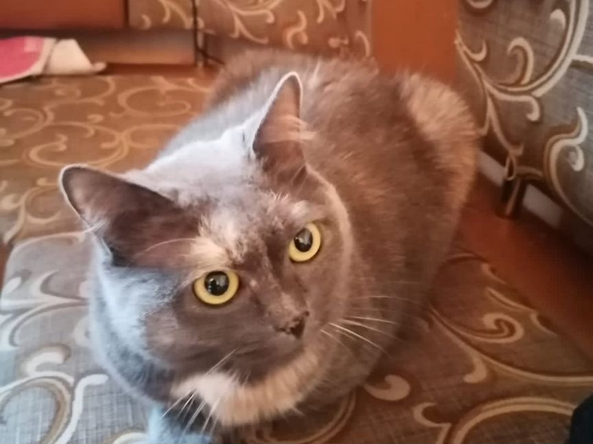 Кошка взрослая, хозяин заболел