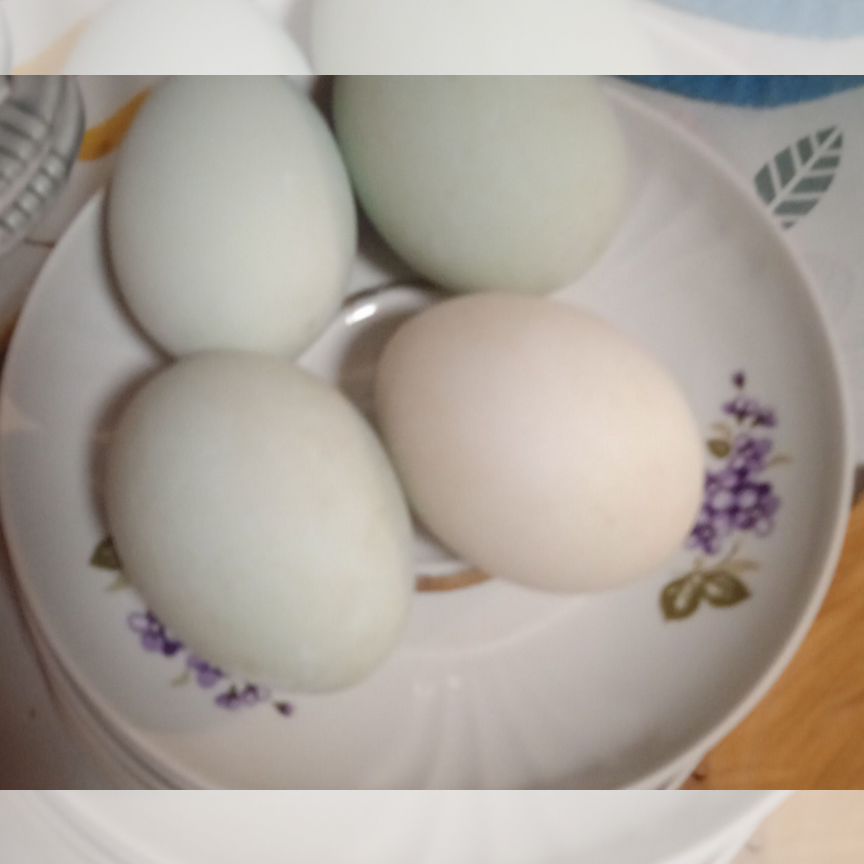 Яйцо домашнее утиное для разведения