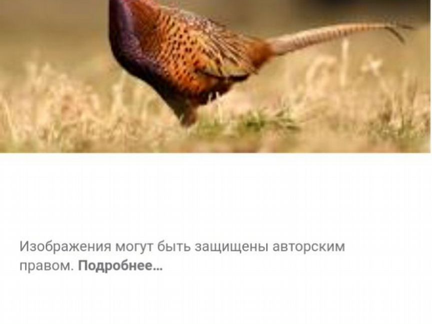 Фазаны