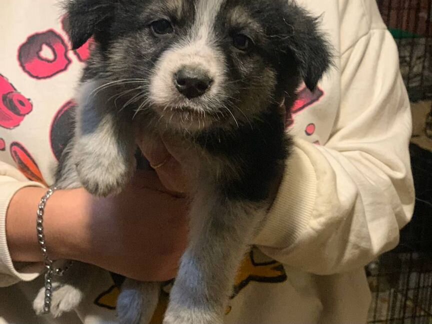 Щенок мальчик маленькой породы