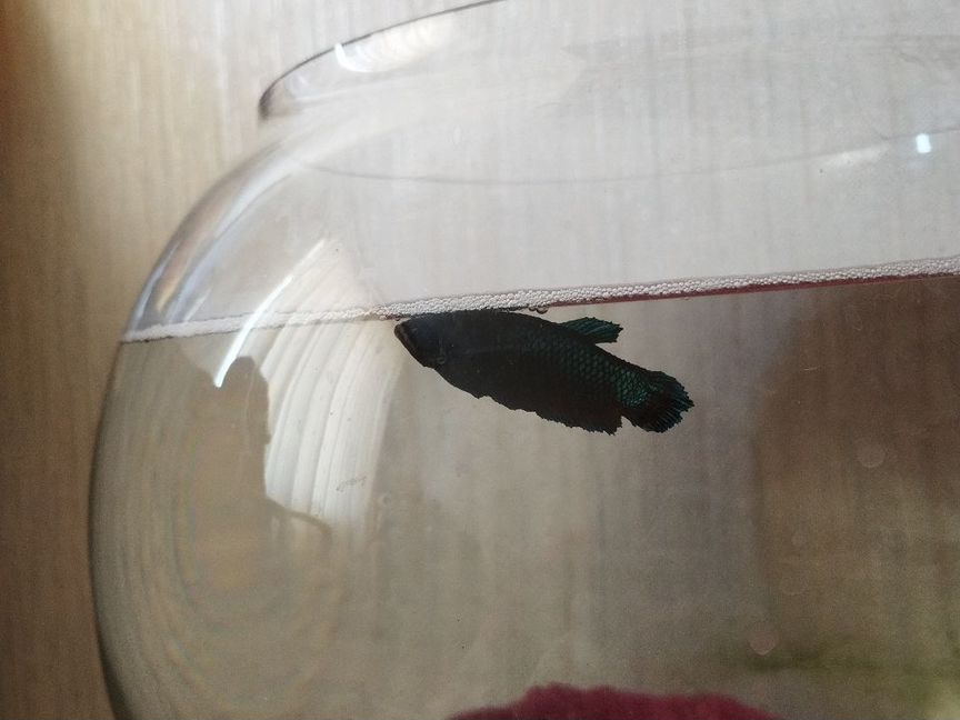 Аквариум 20л с рыбкой