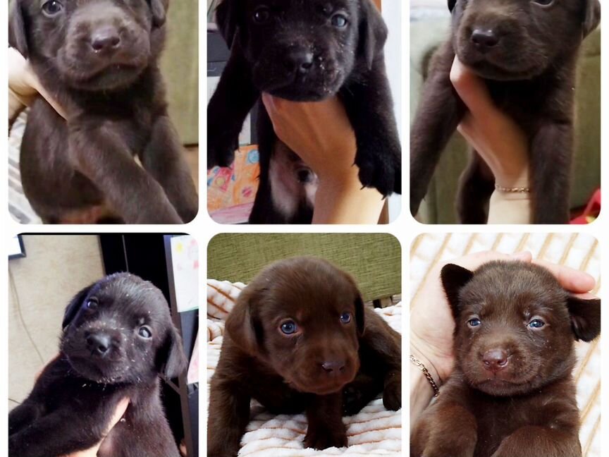 Щенки лабрадора