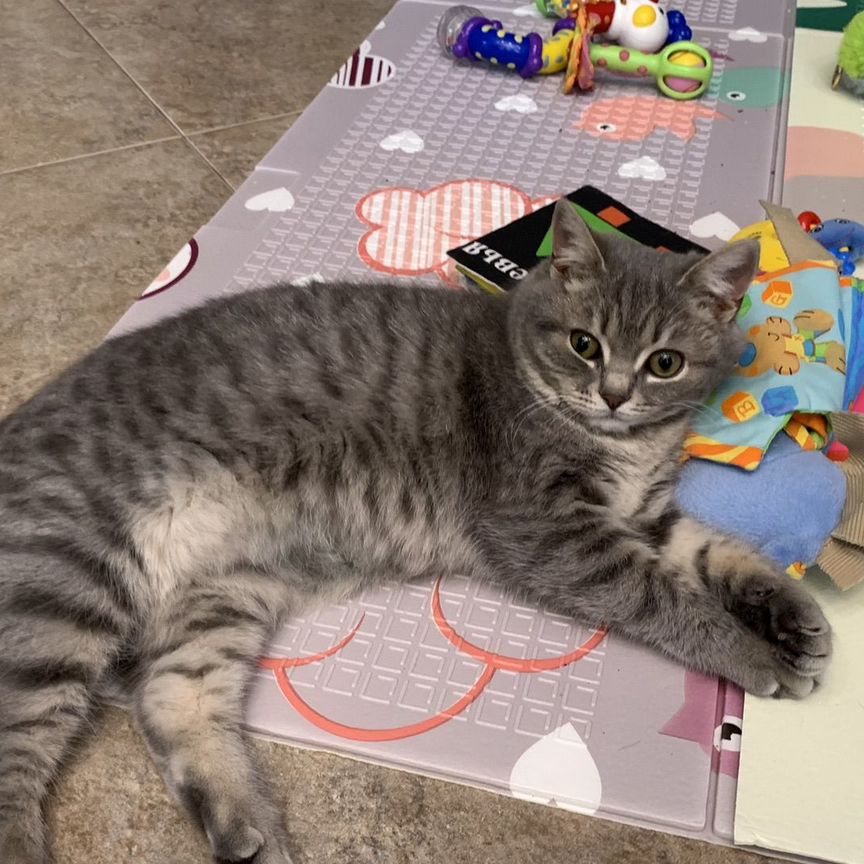 Отдам кота в добрые руки