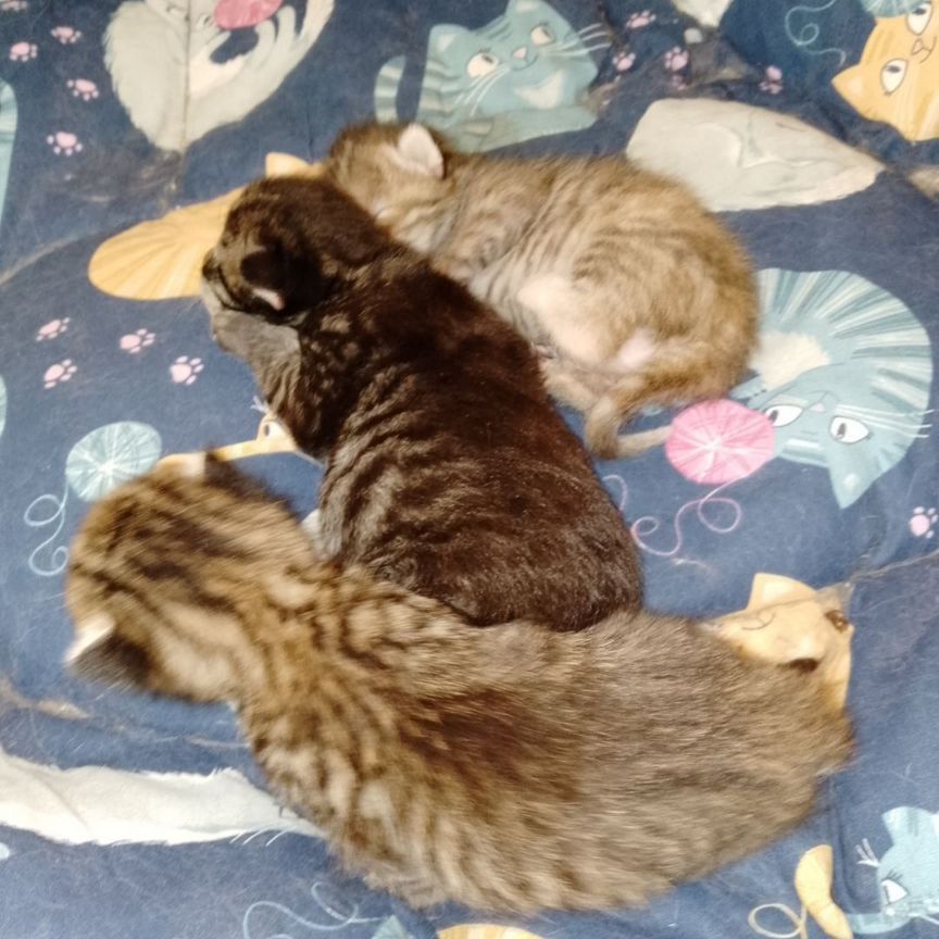Котята в добрые руки бесплатно