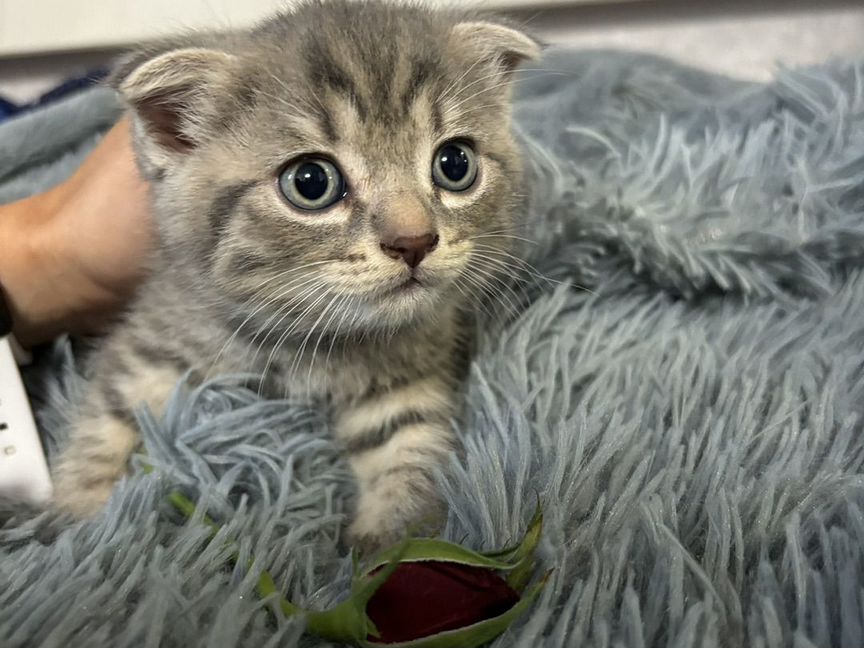 Шотландские вислоухие котята