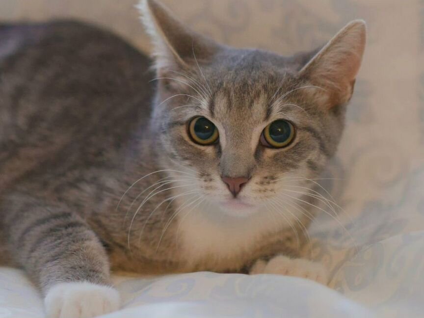 Котенок 4, 5 месяца, серебристого окраса