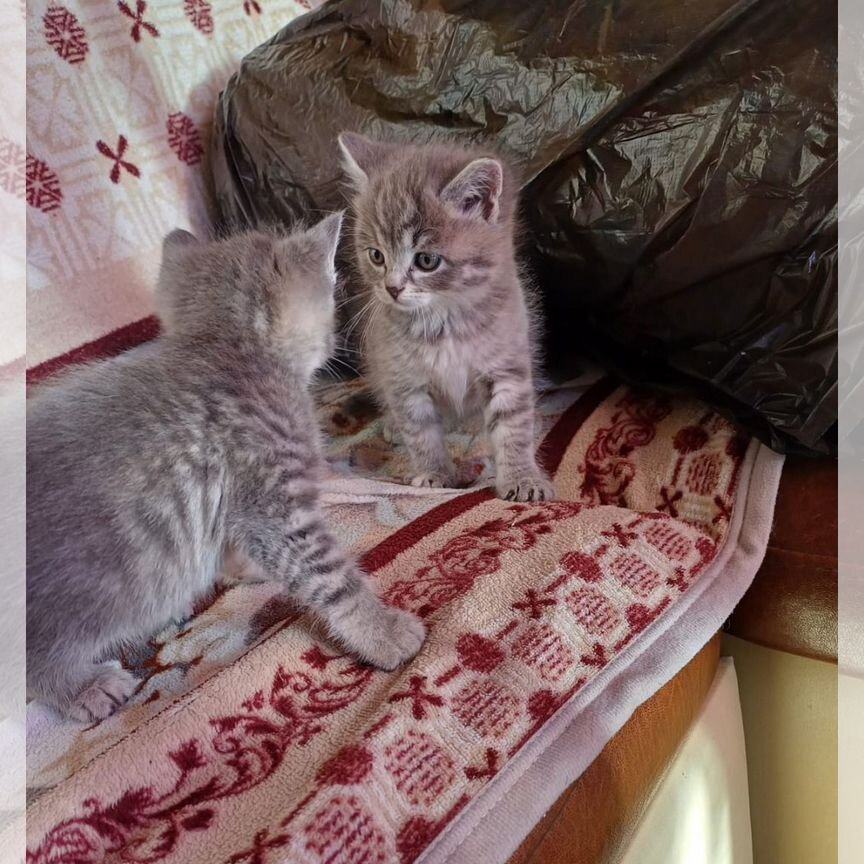 Котята в добрые руки