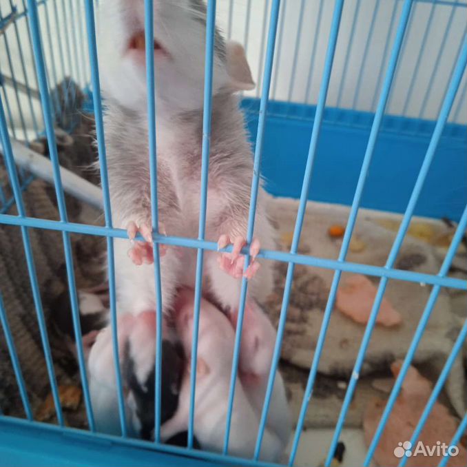 Домашняя крыска