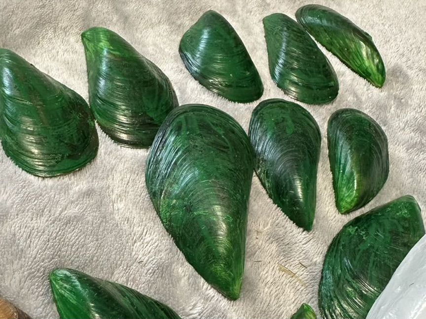 Ракушки (створки) мидий для творчества