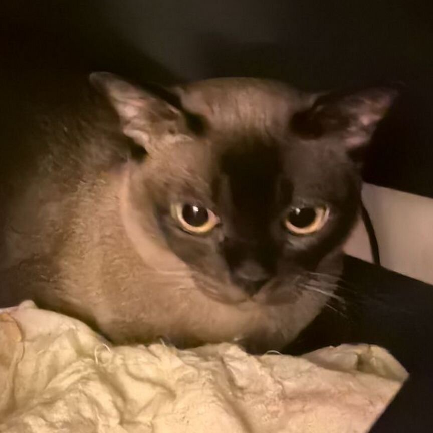 Американская бурманская кошка, взрослая