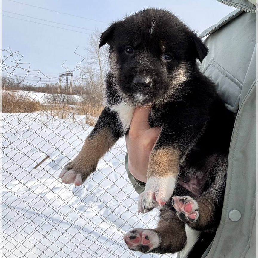 Сибирский хаски, щенок