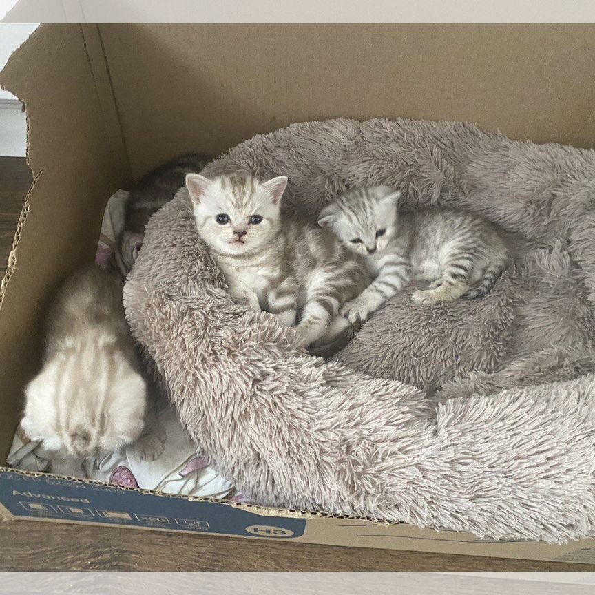 Котята бронь шотландские
