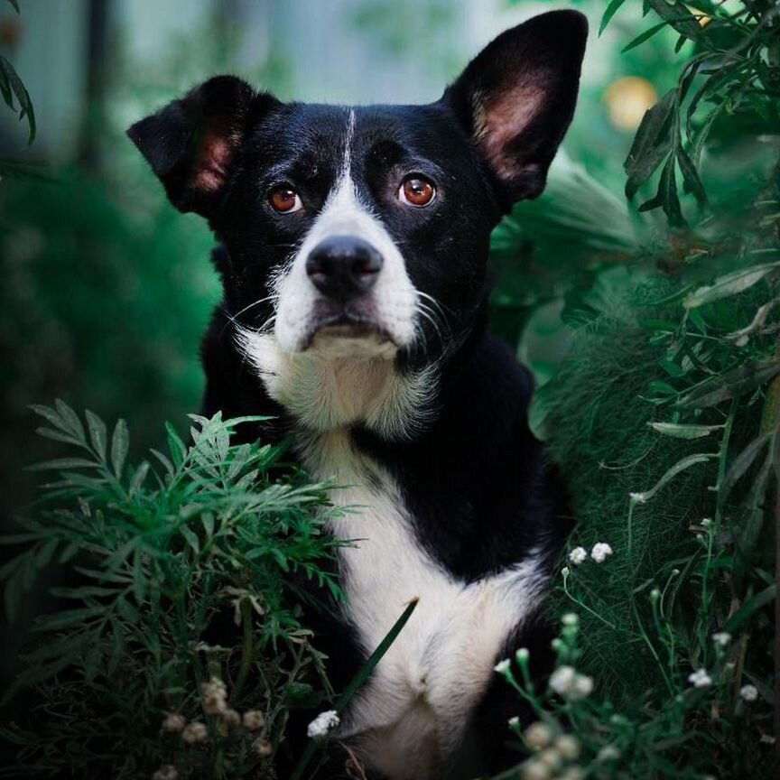 Собака ищет дом