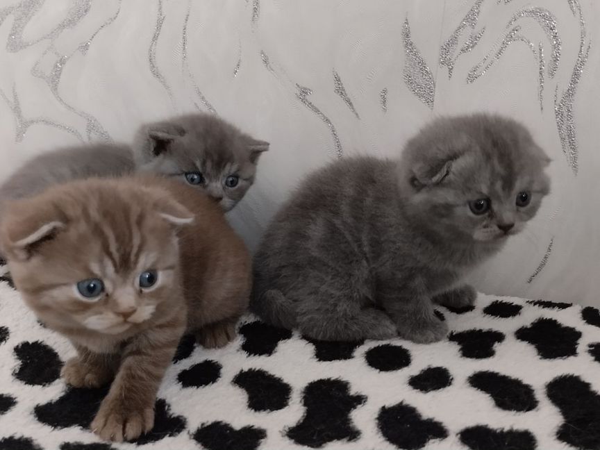 Шотландские вислоухие котята