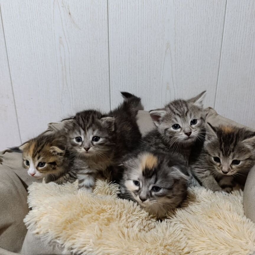 Котята в добрые руки