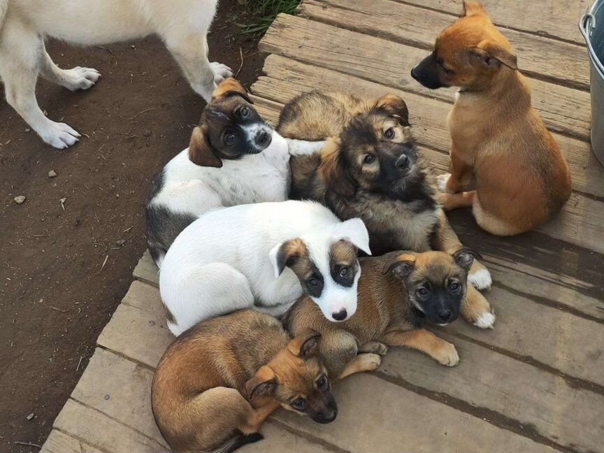 Щенок Маленькая Собака дворняжка в добрые руки
