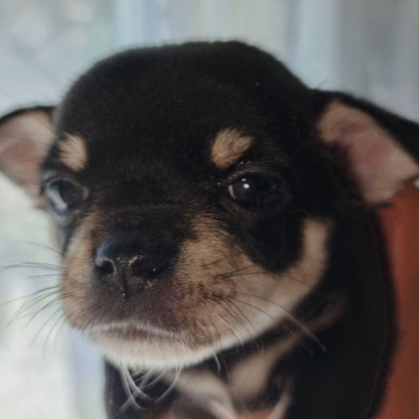 Чихуахуа, щенок