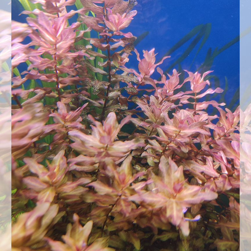 Ротала макрандра