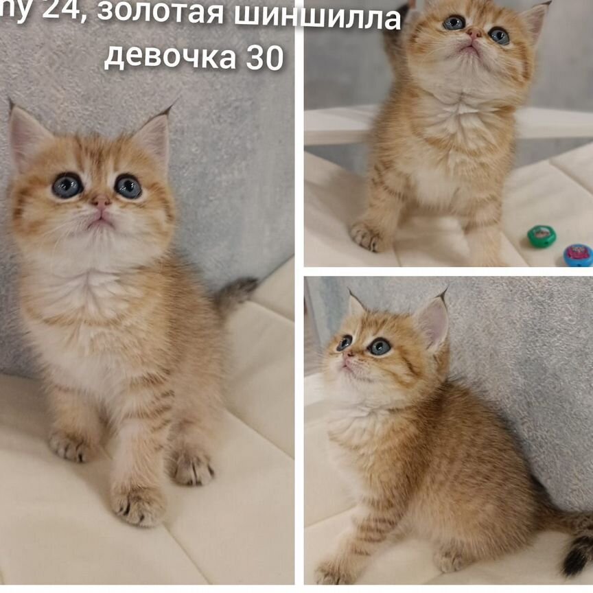 Британские малыши