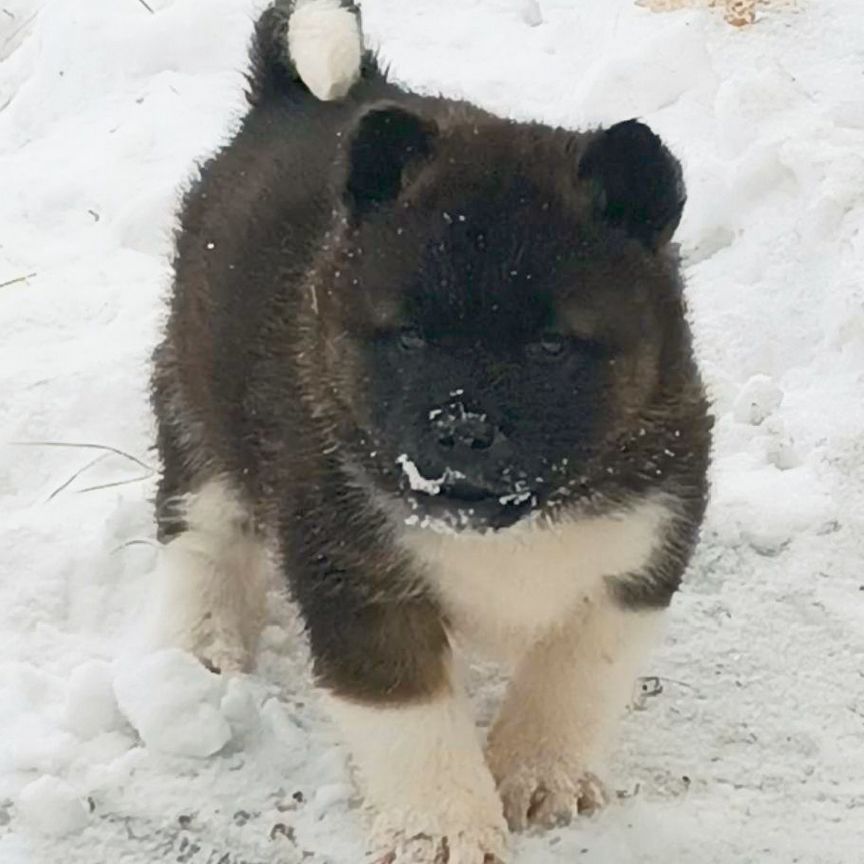 Мальчики от заводчика американская акита