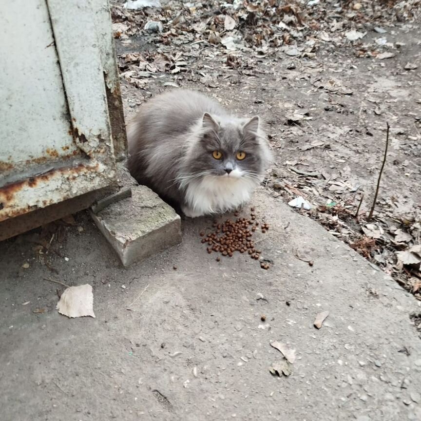 Пока живая кошка