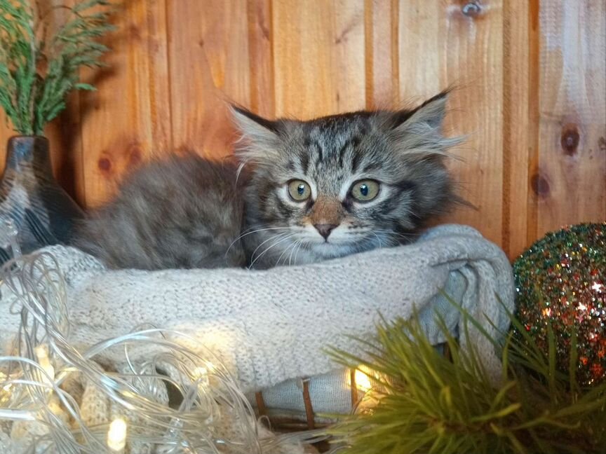 Котенок-девочка 1,5 м